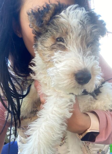 Wire Haired Terriers